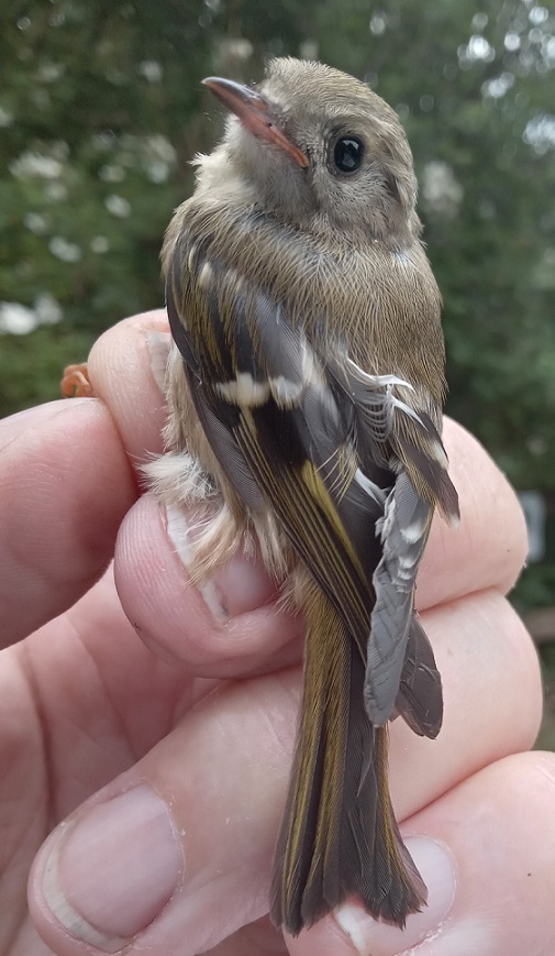 Somerford Common: Saturday, 24th June 2023 – Ringing In The Braydon ...