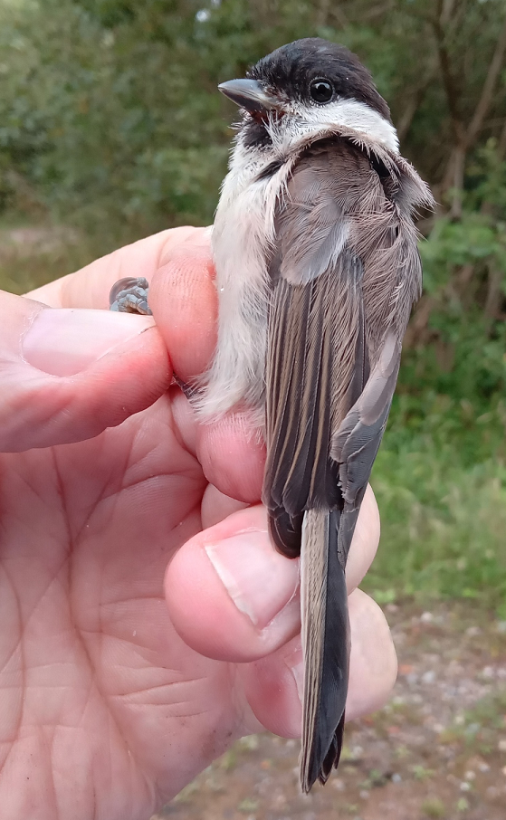 Webb’s Wood: Friday, 4th August 2023 – Ringing In The Braydon Forest ...