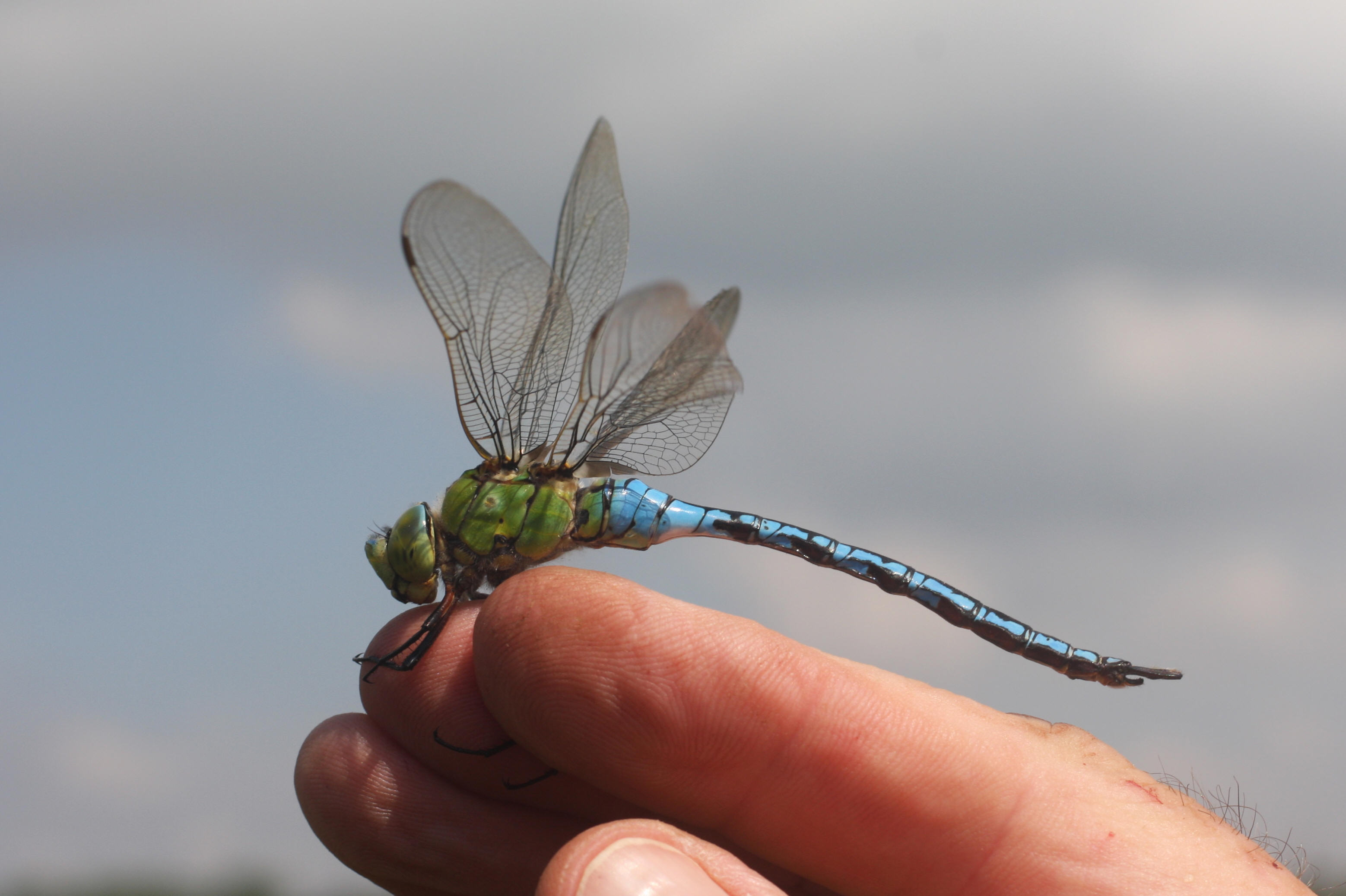 Lower Moor Farm, CES3: Saturday, 25th May 2024 – Ringing In The Braydon ...
