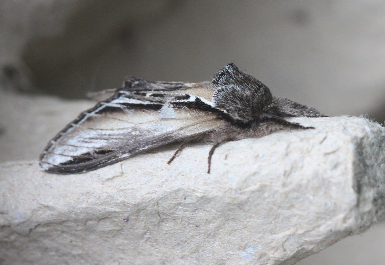 Something a Bit Different: Moths – Ringing In The Braydon Forest & Beyond
