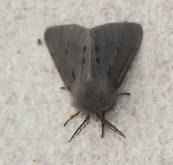 Something a Bit Different: Moths – Ringing In The Braydon Forest & Beyond