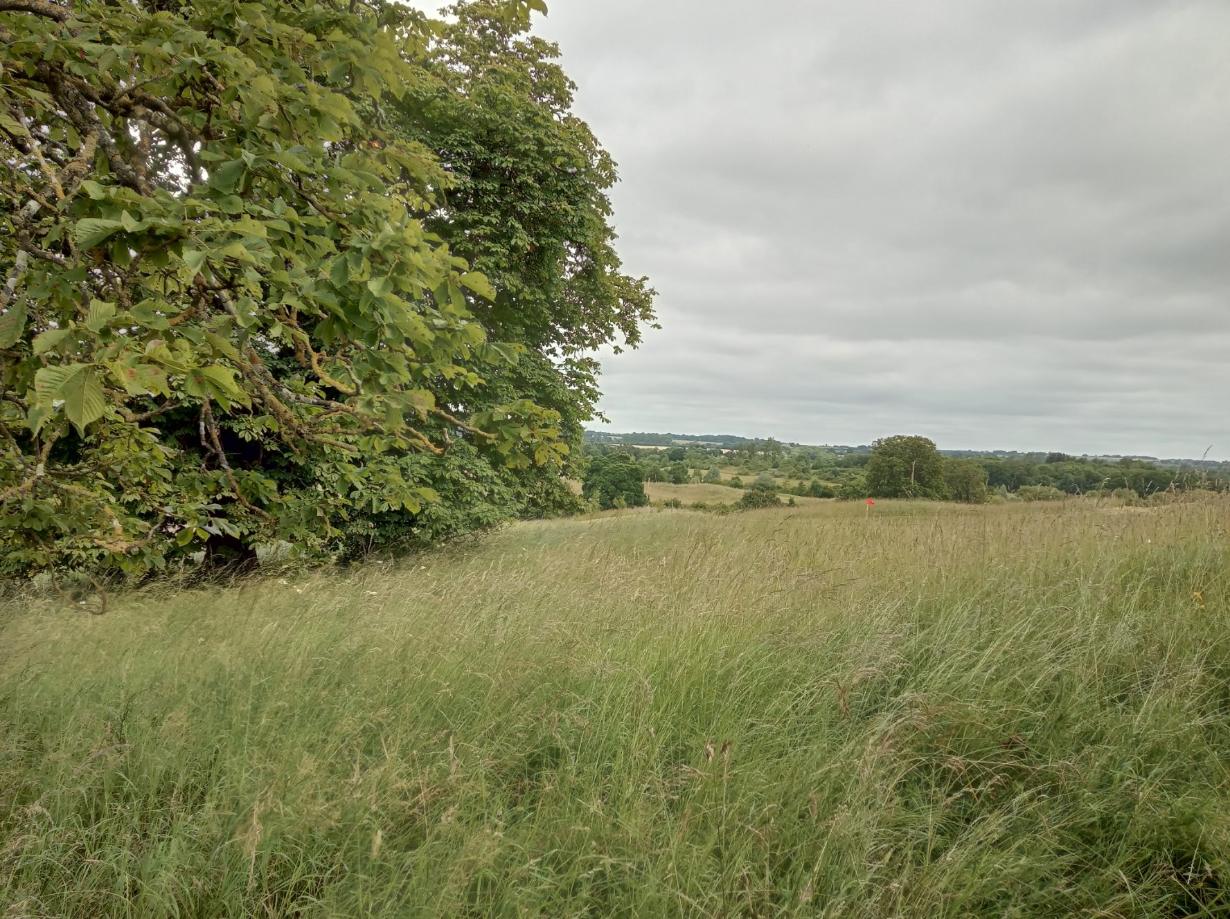 Ringing In The Braydon Forest & Beyond – Ringing and recovery ...