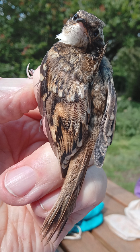 Ringing In The Braydon Forest & Beyond – Ringing and recovery ...