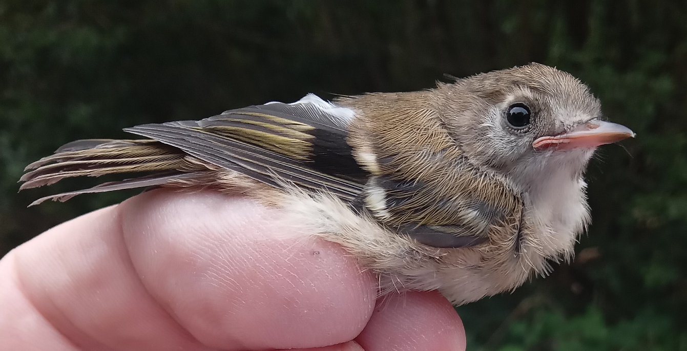 Webb’s Wood: Wednesday, 7th August 2024 – Ringing In The Braydon Forest ...