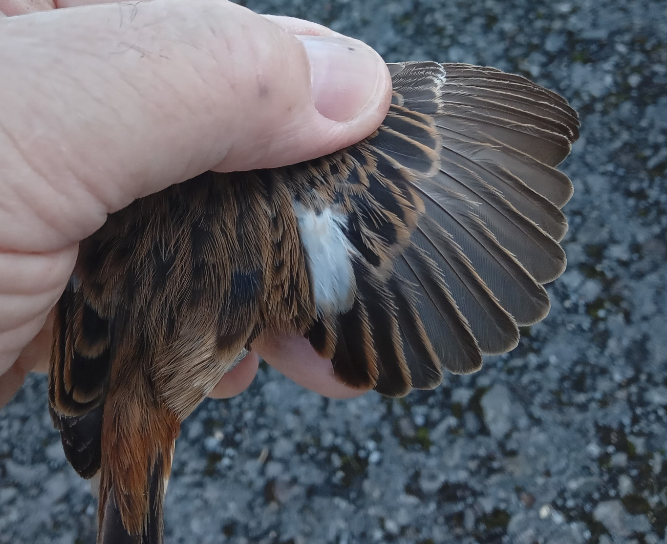 The Mipits are Back: Blakehill Farm, Monday, 16th September 2024 ...