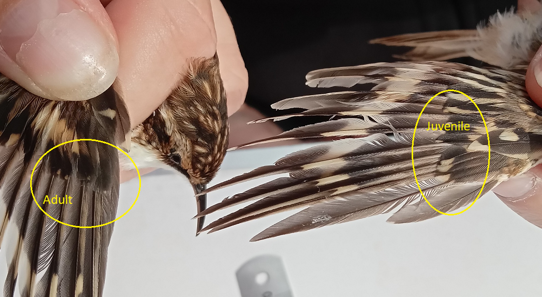 The Firs: Wednesday, 18th September 2024 – Ringing In The Braydon ...