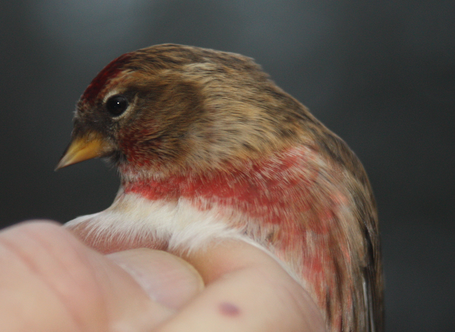 Winter CES1 @ Somerford Common: Friday, 8th November 2024 – Ringing In ...