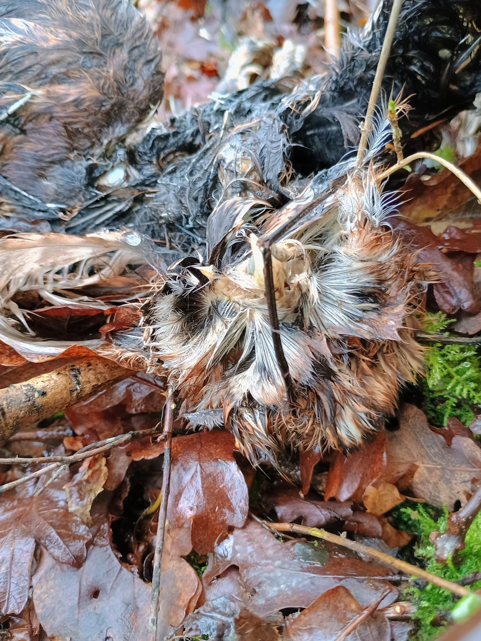 Somerford Common: Wednesday, 5th February 2025 – Ringing In The Braydon ...
