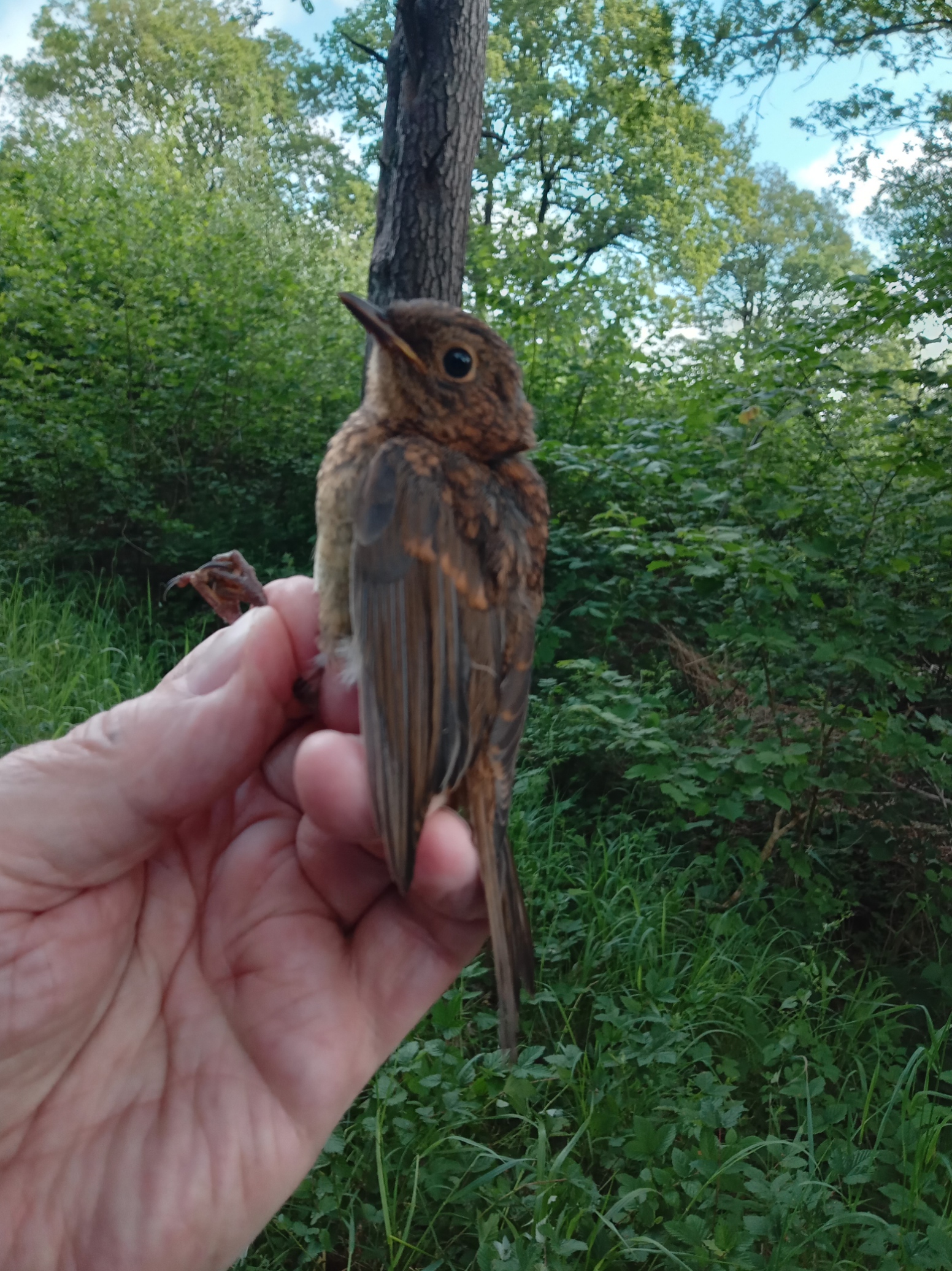 A Bit Like the Old Days: Ravensroost Wood, Saturday, 18th May 2025 ...
