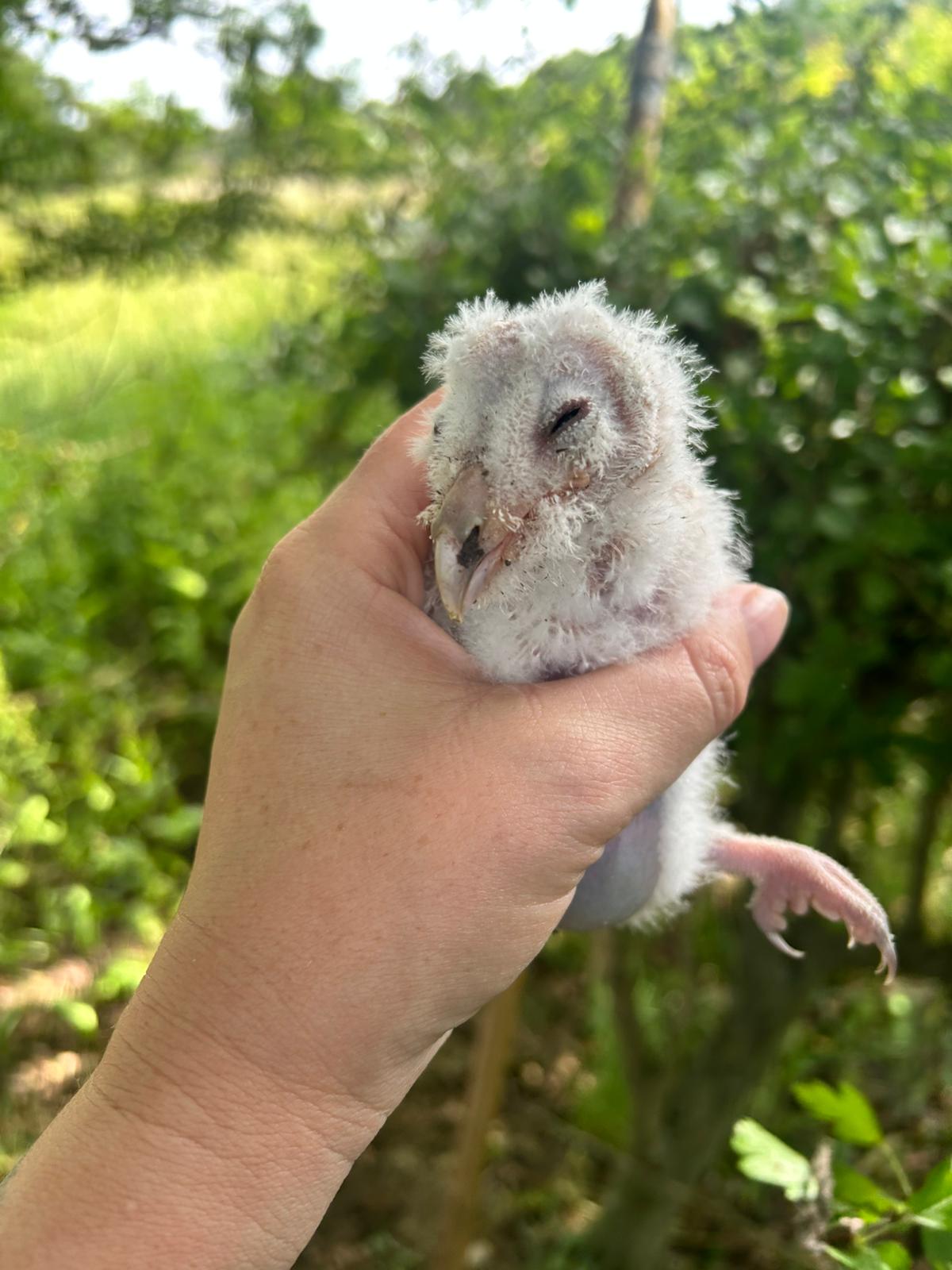 Braydon Forest Barn Owl Boxes: 13th June 2025 – Ringing In The Braydon ...