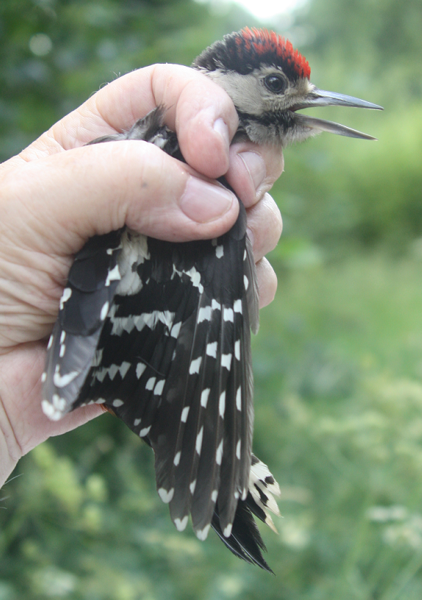 Going Solo: Ravensroost Wood; Monday, 30th June 2025 – Ringing In The ...