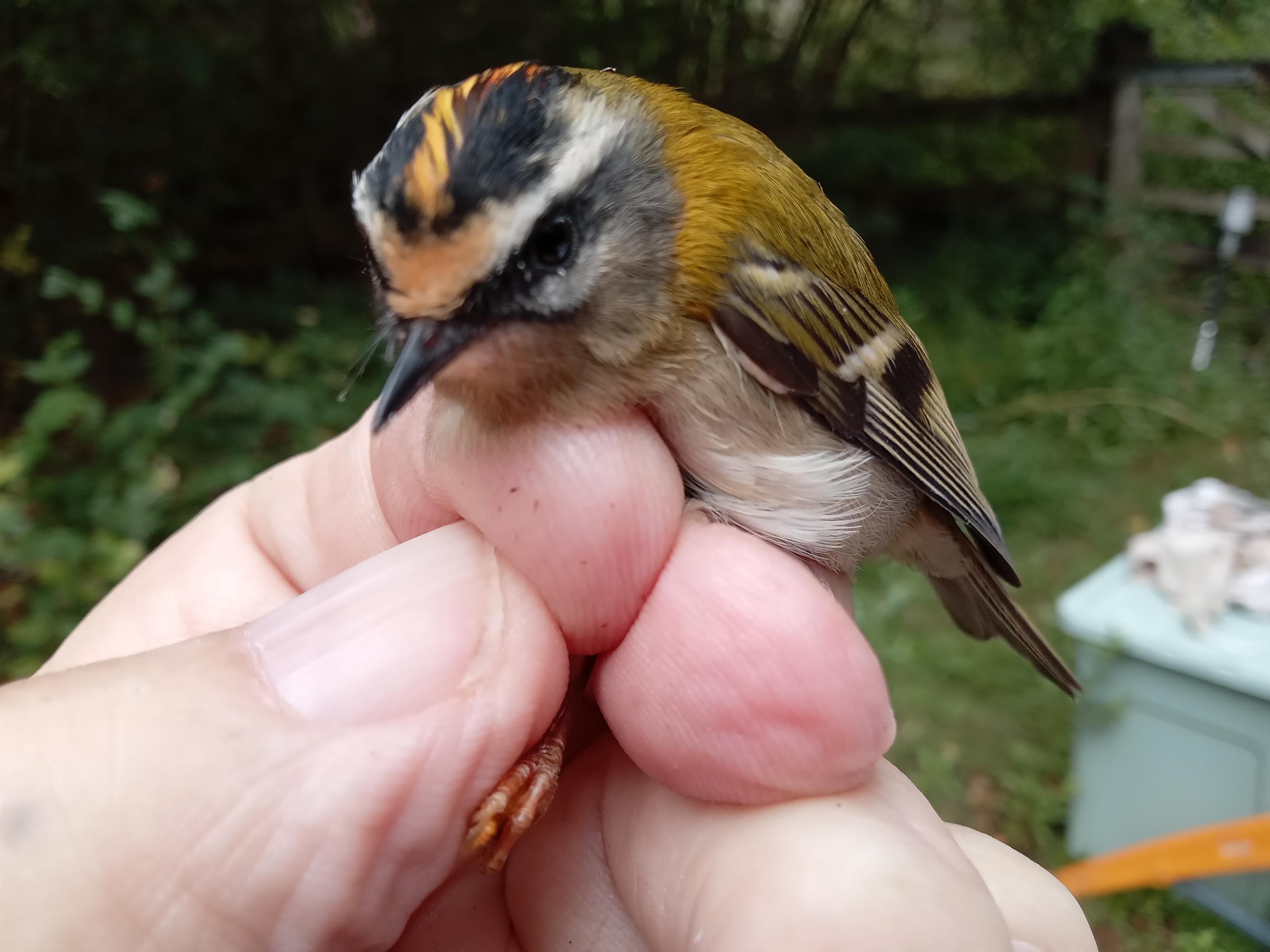 Ravensroost Wood: Saturday, 30th August 2025 – Ringing In The Braydon ...