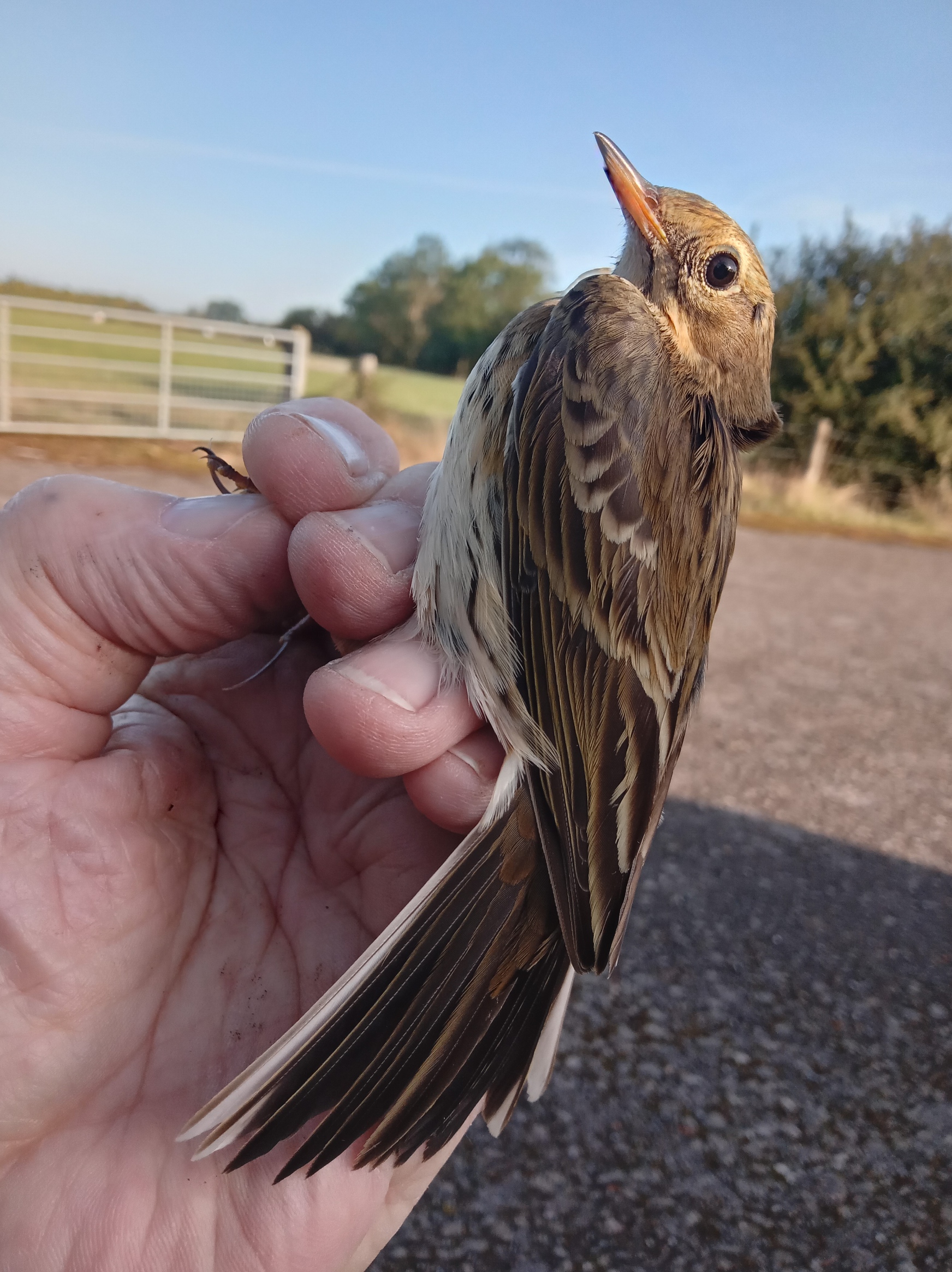 Bleakhill Farm: Saturday, 27th September 2025 – Ringing In The Braydon ...