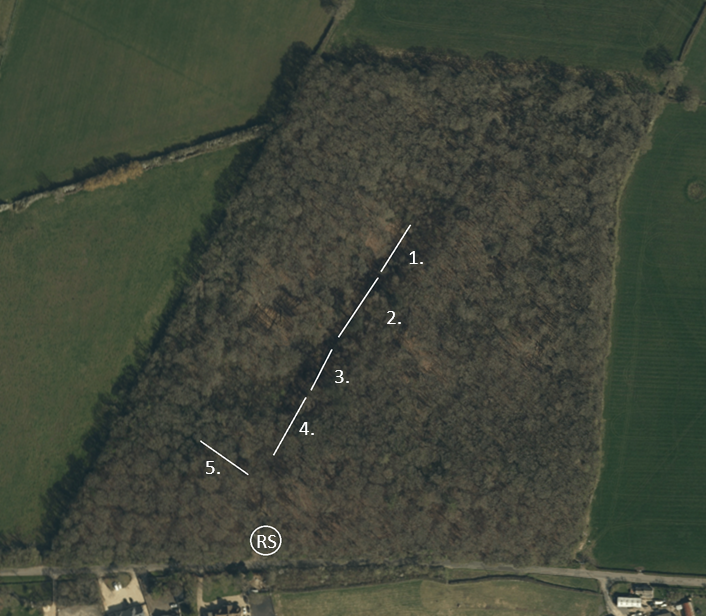 A Record Morning for the Firs: Saturday, 15th November 2025 – Ringing ...