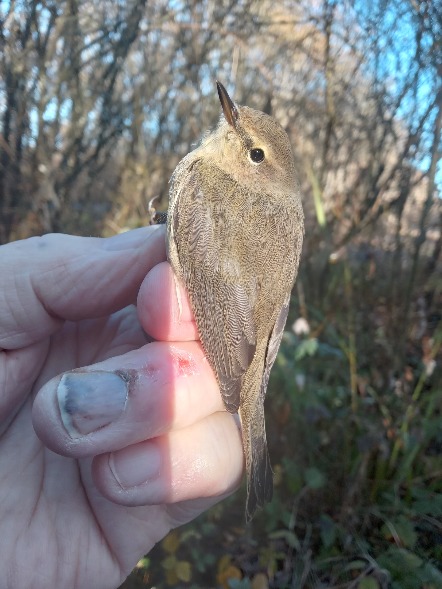 Somerford Common Surprise: Wednesday, 3rd December 2025 – Ringing In ...