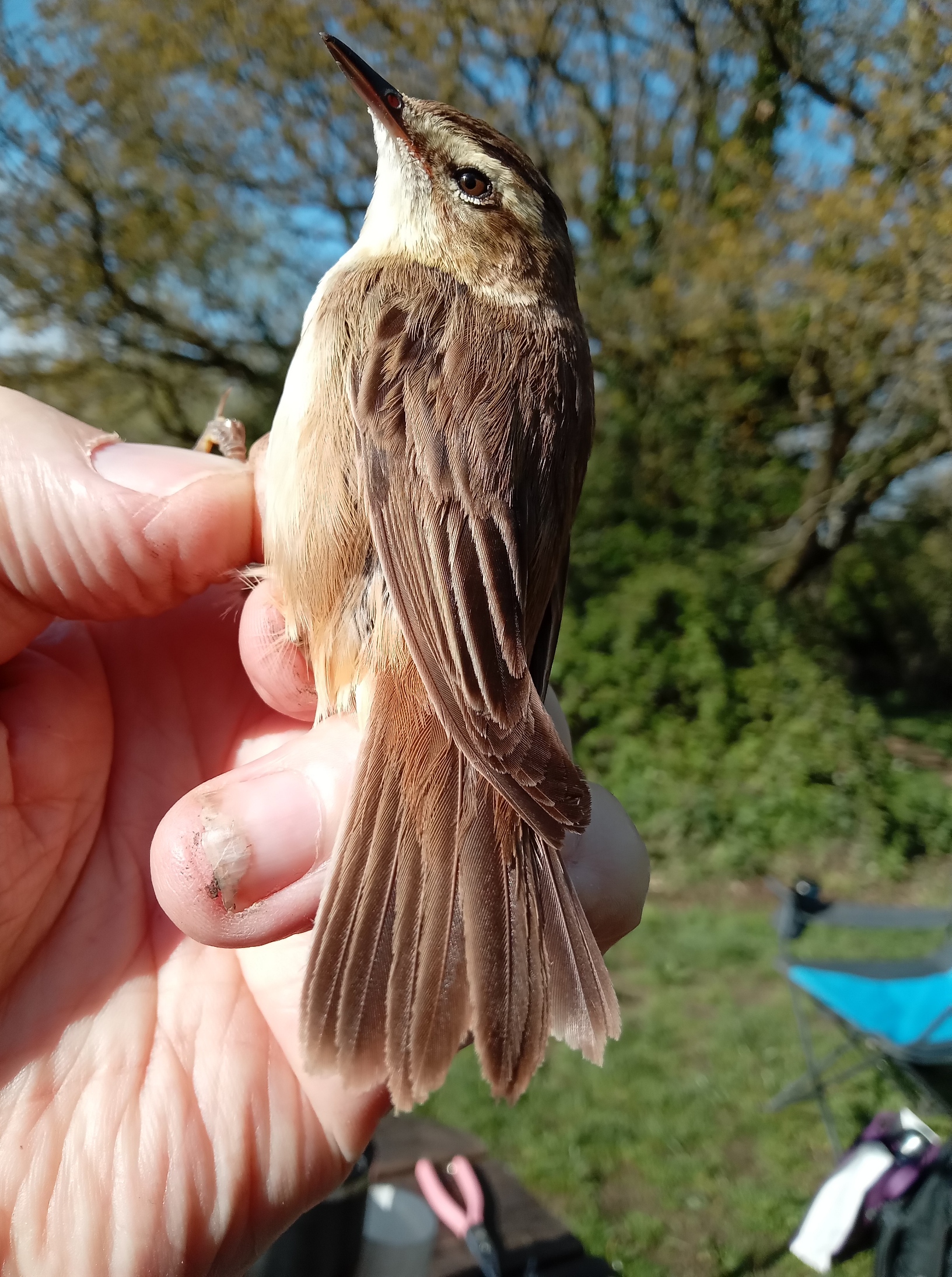 Lower Moor Farm: Saturday, 18th April 2026 – Ringing In The Braydon ...